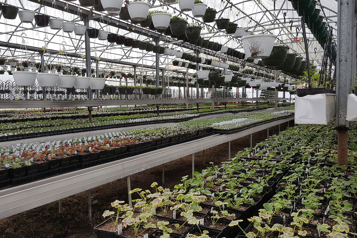 Greenhouse and Water Garden Experts - BMR Greenhouses & Water Gardens Ltd.